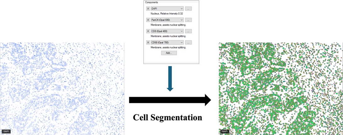 Akoya Spatial空間生物學分析方案-inForm/QuPath/CytoMAP - 《博克科技》專業服務‧誠心以赴 Always for You