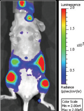 Living Image Software-可拍照又可分析的活體動物影像軟體 - 《博克科技》專業服務‧誠心以赴 Always for You