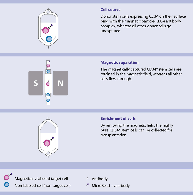 CliniMACS Plus Cell manufacturing platform 臨床級全自動磁性細胞分選儀 - 《博克科技》專業服務 ...