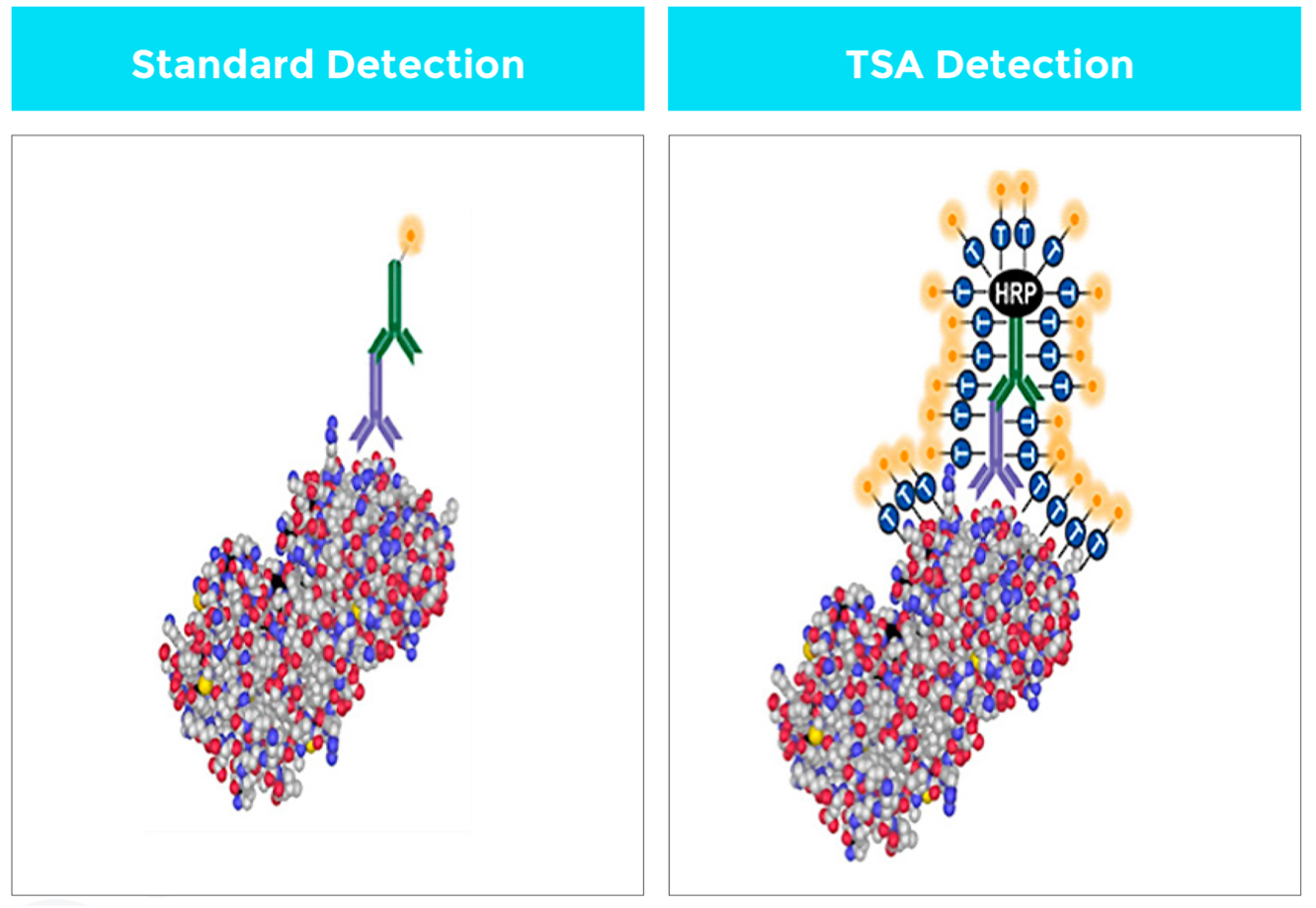 Opal多重螢光染色 - 《博克科技》專業服務‧誠心以赴 Always for You
