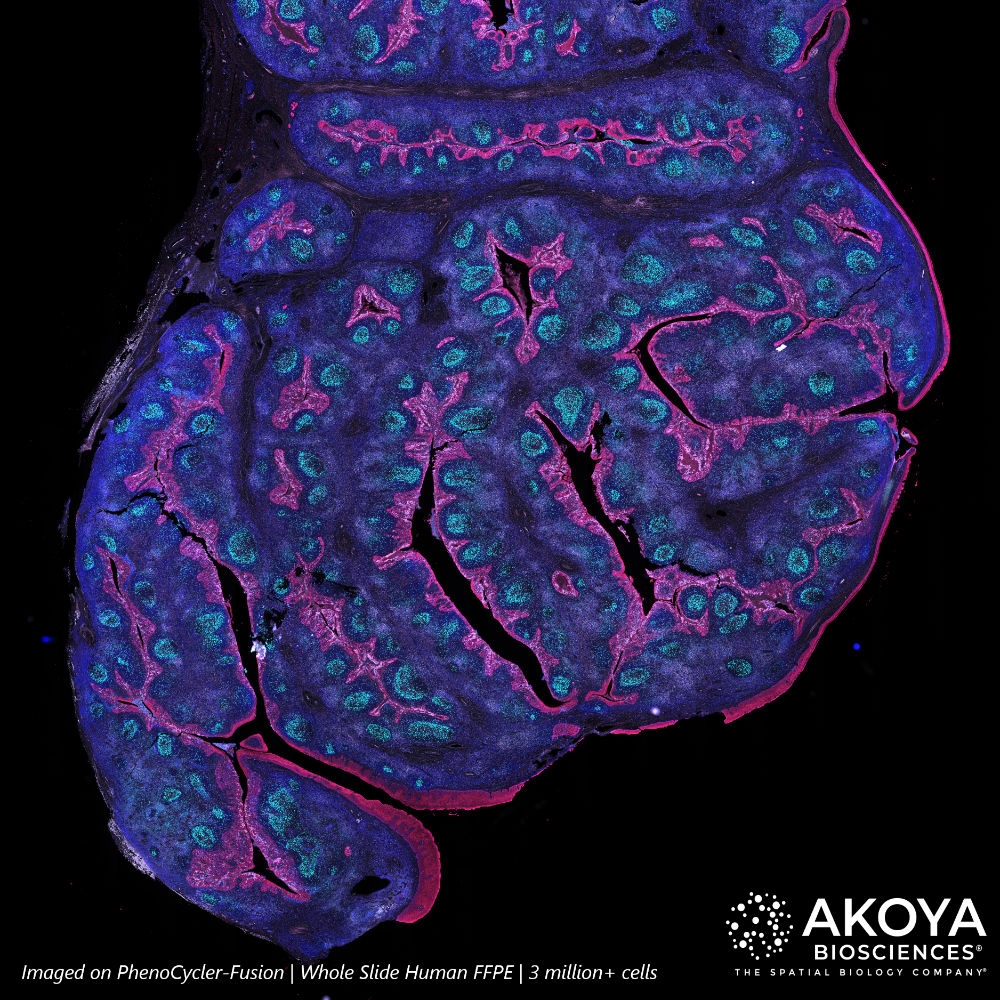 Akoya Bioscience 組織空間解析的專家 - 《博克科技》專業服務‧誠心以赴 Always for You