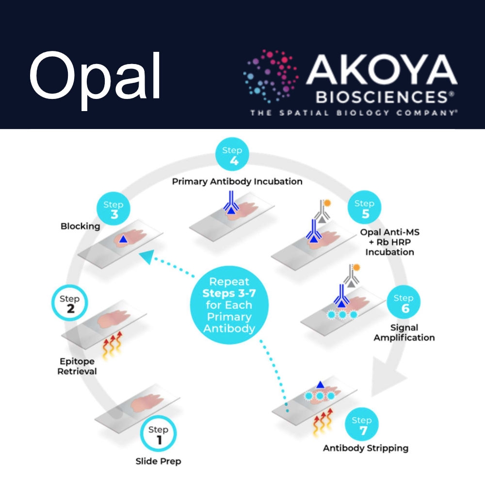 Opal多重螢光染色 - 《博克科技》專業服務‧誠心以赴 Always for You