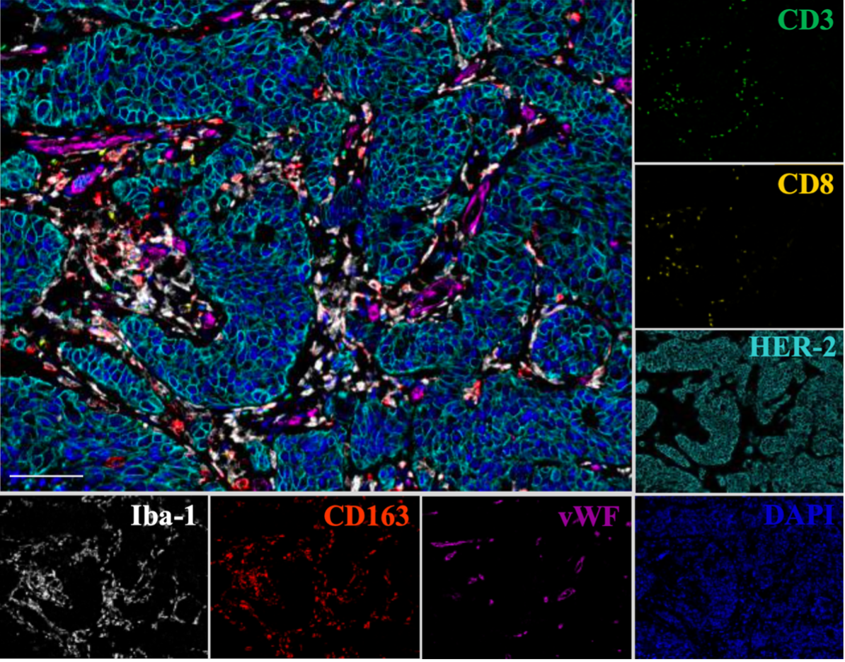 Opal多重螢光染色 - 《博克科技》專業服務‧誠心以赴 Always for You