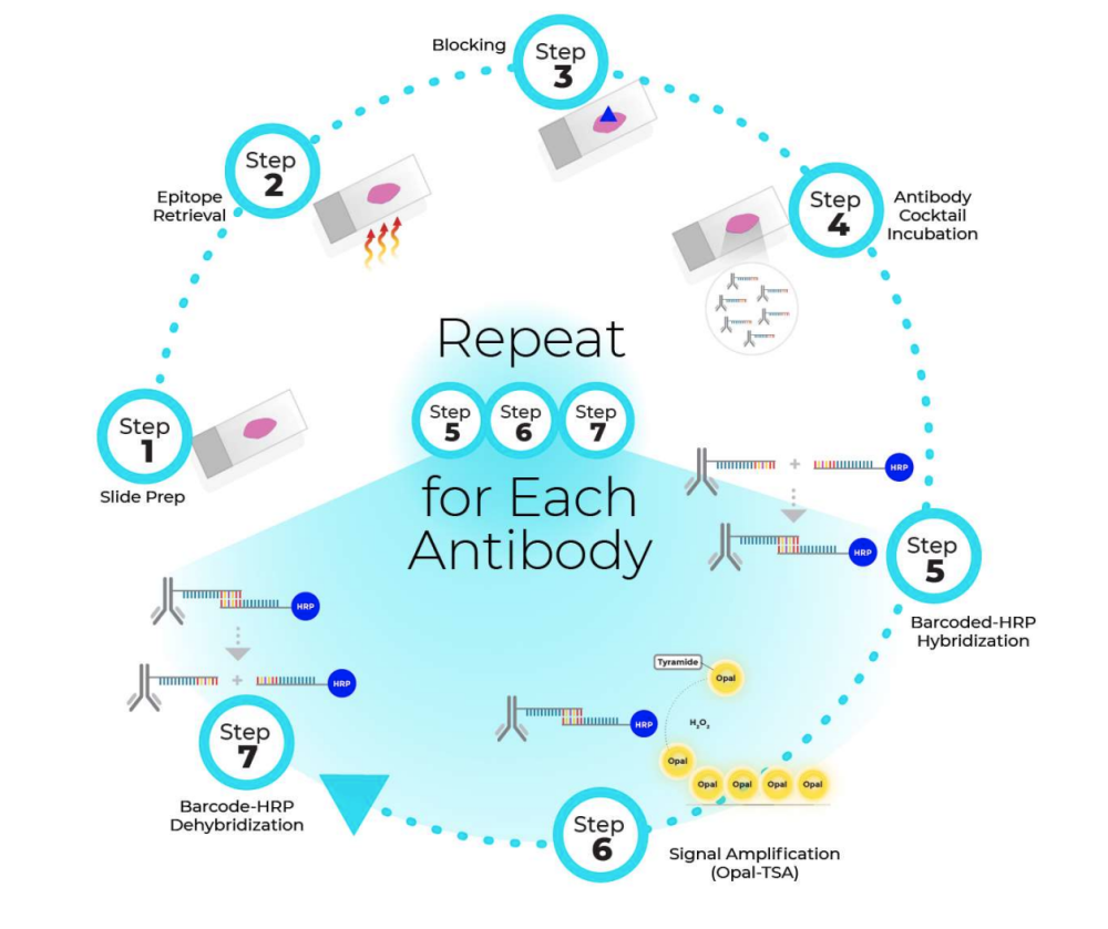 PhenoCode Panel組織空間生物標誌組 - 《博克科技》專業服務‧誠心以赴 Always for You