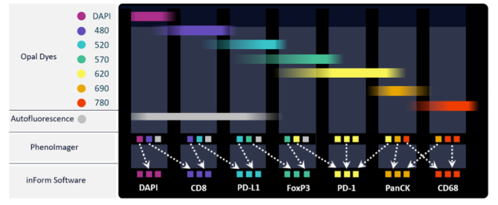 PhenoImager HT(Vectra Polaris)高通量多光譜全景組織切片掃描暨分析系統 - 《博克科技》專業服務‧誠心以赴 Always for You