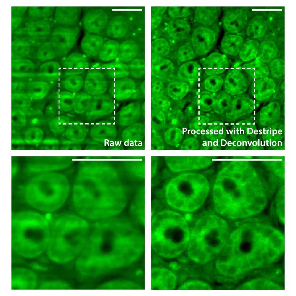 MACS iQ View – 3D 大體積影像處理軟體｜適用於 UltraMicroscope 平台 - 《博克科技》專業服務‧誠心以赴 ...